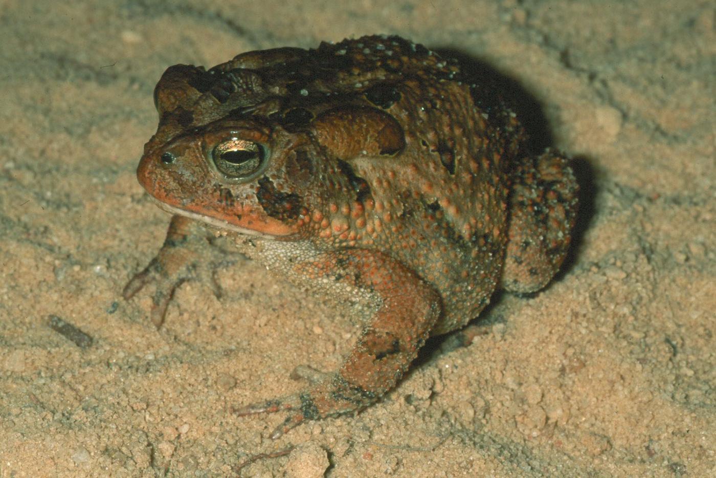 Southern Toad | NC Wildlife